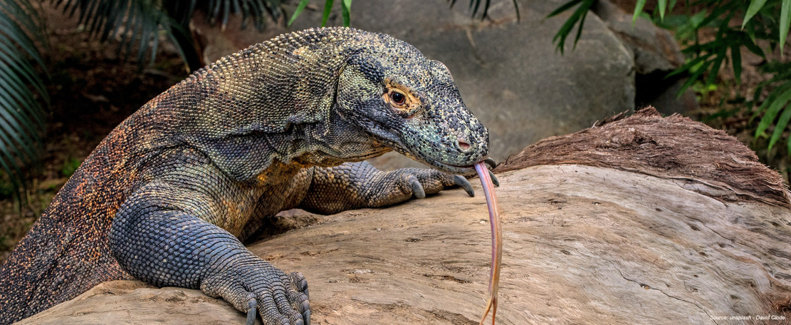 Taking the Komodo Liveaboard with Families | Hello Flores